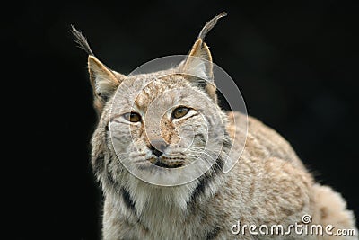 One Linx looking stock image. Image of spotted, kitty, lynx - 596283