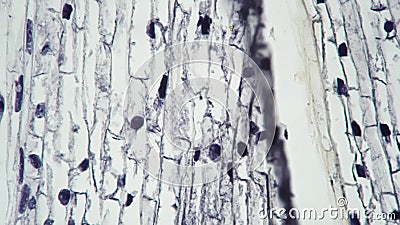 Macro of Allium Cepa Root Tip in Longitudinal Section 400x Against ...