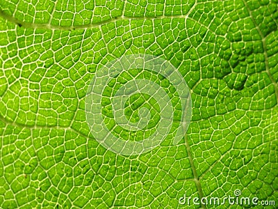 Macro Of Cell Pattern In Large Green Leaf Stock Photography - Image ...