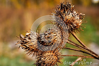 Macro Of Dry Burdock Seed Heads. Ripe Burrs With Sharp Catchy Hooks ...