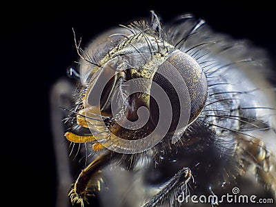 A Fly,close Up, Macro, Big Fly, Monster Insect, Front View Stock Photo ...