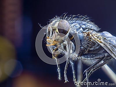A Fly,close Up, Macro, Big Fly, Monster Insect, Front View Stock Photo ...