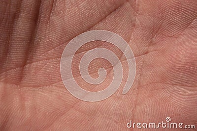 The Macro Human Hand, Macro Image Of The Surface Texture Of The Human ...