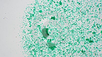 Macro of Microzyme Whole Mount Concentration Magnified Under Microscope ...