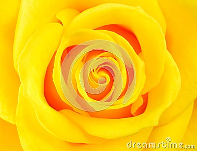 Macro Of Perfect Yellow Rose Flower Royalty Free Stock Images - Image ...