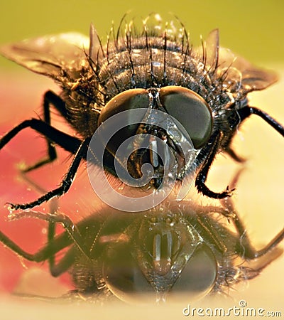 A Fly,close Up, Macro, Big Fly, Monster Insect, Front View Stock Photo ...