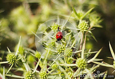 Macro Top View Of A Red Ladybug On The Elytron, In A Green ...