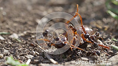 Cockroach vs Ants stock video. Video of nature, strong - 145486133