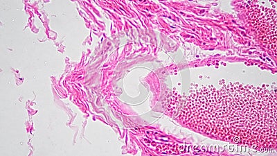 Macro View of Kidney Tissues in Longitudinal Section Magnified Under ...