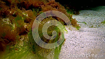 Macrophytes, Red and Green Algae Ceramium, Cladophora, Ulva ...