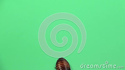 Madagascar Cockroach Crawls . Green Screen. View from Above. Slow ...