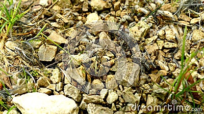 Maggots Eating a Bird Carcass Stock Video - Video of close, dead: 188479983