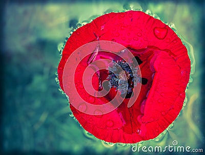 Magic Flower - Poppy Stock Photography | CartoonDealer.com #41313320