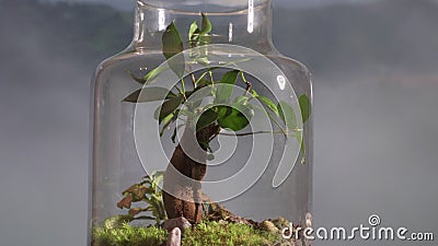 Magic of Nature with this Captivating Video of an Ecosystem in a Jar ...