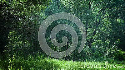 Blooming popplar trees stock footage. Video of blossom - 117020856