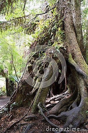 Magical Tree In Rainforest With Winding Roots. Royalty-Free Stock ...