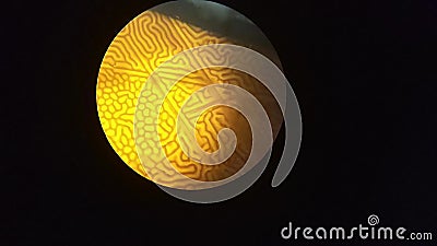 Magnetic Domain Under Microscope Magnification. Micro Chip Domain Walls ...