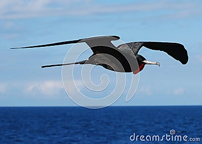 Magnificent Frigate Bird In Flight Stock Photo - Image: 24241080