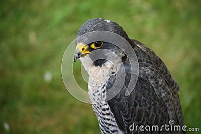 A Magnificent Grey And White Hawk Stock Photo - Image: 44440008