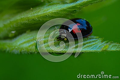 The Magnificent Ladybird Posing On A Leaf Royalty-Free Stock Photo ...