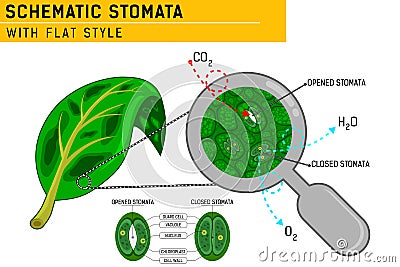 Magnified Leaf Stomata With Schematic Stomata Open And Closed, Vector ...