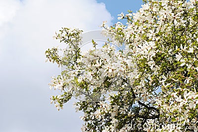 Magnolia Blanca Imagen de archivo - Imagen: 26694861