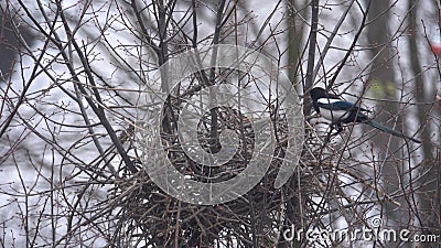 Bird magpie builds a nest stock footage. Video of behavior - 132075382