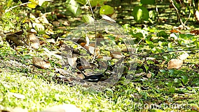 Magpie Robin Bird is Catching the Food Stock Footage - Video of motion ...