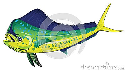 Mahi Mahi Cartoon Vector | CartoonDealer.com #70635851