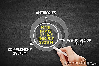 Main Parts Of The Immune System Mind Map Text Concept For Presentations ...