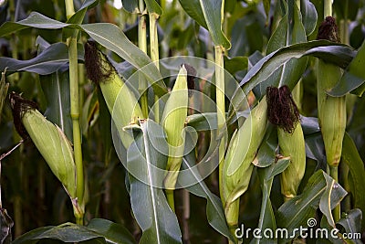 Maize Crop Royalty Free Stock Photography - Image: 6625657