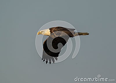 Majestic Bald Eagle Soaring Through The Blue Sky. Royalty-Free Stock Photo | CartoonDealer.com ...