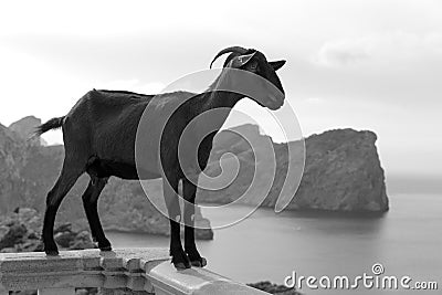 Majorca Goat In Formentor Cape Lighthouse Royalty-Free Stock ...