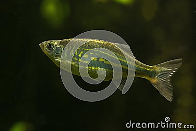 The Malabar Danio Devario Malabaricus. Royalty-Free Stock Image ...