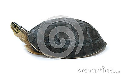 Malayan Box Turtle Stock Images - Image: 15788224
