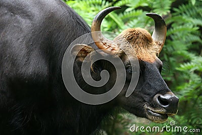 Malayan Gaur Royalty Free Stock Photos - Image: 818358