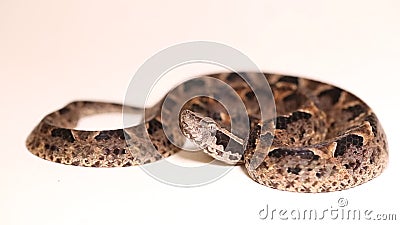 Malayan Ground Pit Viper Snake (Calloselasma Rhodostoma) Stock Footage ...