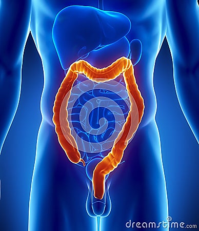 Male Colon Anatomy - Digestive System Stock Image | CartoonDealer.com ...