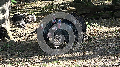 Male and Female Eastern Wild Turkeys Stock Footage - Video of poultry ...