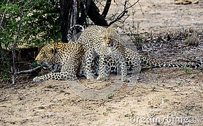 Male And Female Leopard Stock Photo - Image: 71446295