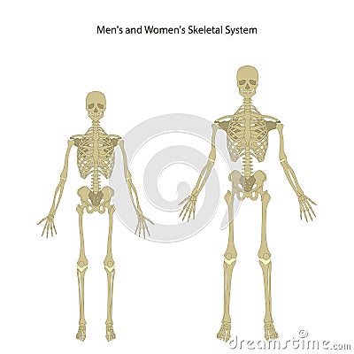 Male And Female Skeleton. Front View. Stock Vector - Image: 72398380