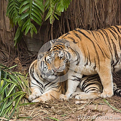 Male And Female Tiger Royalty Free Stock Photos - Image: 26756198