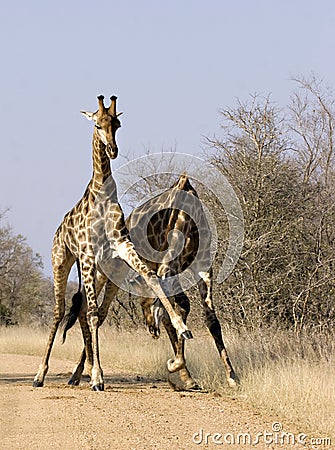 Male Giraffe Fighting Royalty Free Stock Photos - Image: 10575738