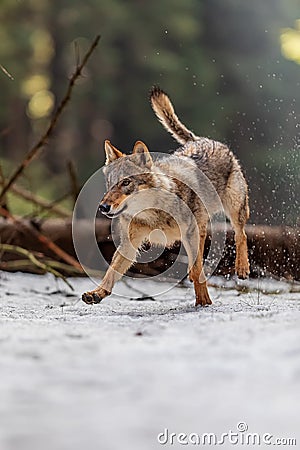 Male Gray Wolf Canis Lupus After Jumping Over A Fallen Tree Stock ...
