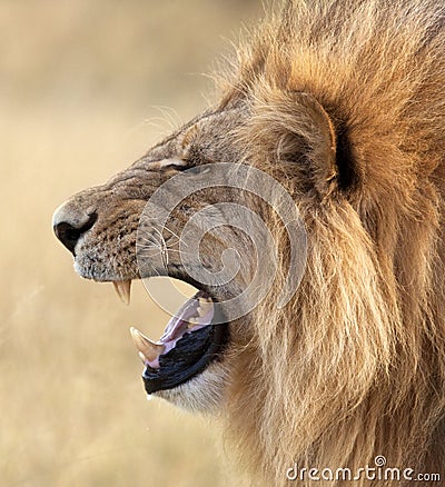 Male Lion - Panthera Leo - Botswana Royalty Free Stock Images - Image ...