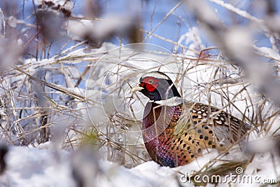 Male Pheasant In The Snow. Stock Photography - Image: 13030122