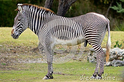 Male Zebra Stock Image - Image: 29088191