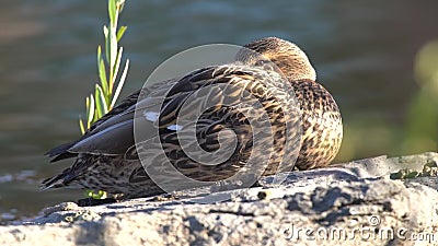Mallard Duck Staring stock footage. Video of deschutes - 61892048