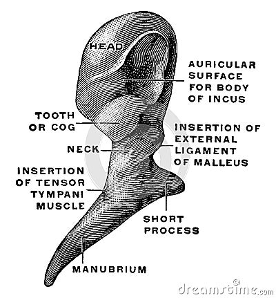 Malleus From Behind, Vintage Illustration Cartoon Vector ...