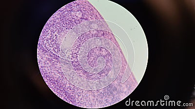 Anatomy Female Reproductive System Cross Section Photos - Free ...